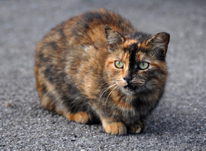 Gato De Un Color Multicolor Fotos De Stock - Download 199 Fotos Libres ...