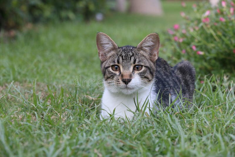 Gato muy atento foto de archivo. Imagen de bosque, fuego - 125464870
