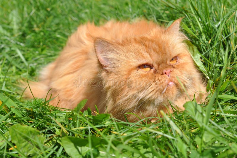 Gato na grama imagem de stock. Imagem de gato, assustado - 26234997