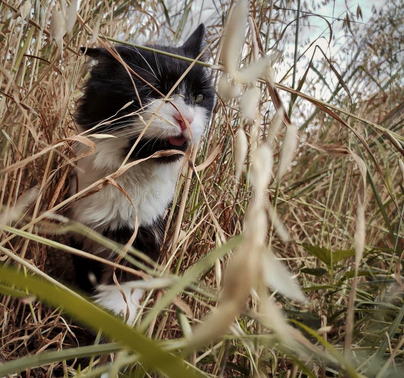 Gato na grama foto de stock. Imagem de bico, animal - 269340618