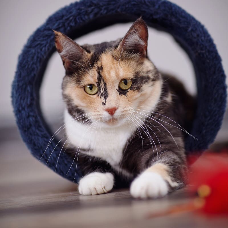 Gato De Un Color Multicolor Fotos De Stock - Download 199 Fotos Libres ...