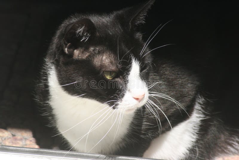 Smoking que lleva del gato imagen de archivo. Imagen de lindo - 53122401
