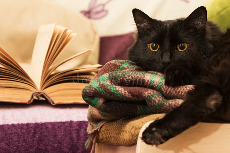 Gato Negro Atento Con Libro Abierto. Foto de archivo - Imagen de ...