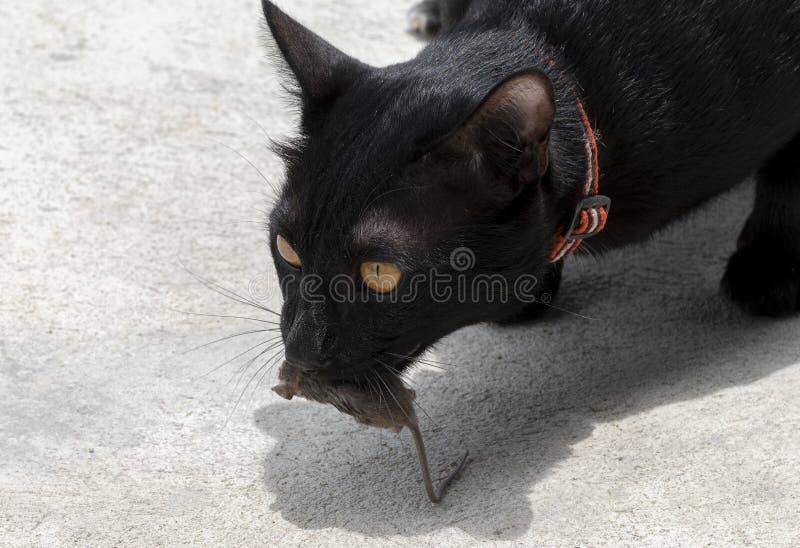 Gato negro con rata muerta imagen de archivo. Imagen de pista - 254539735