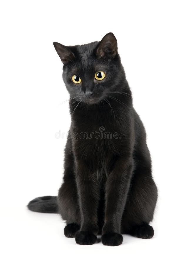 Gato negro foto de archivo. Imagen de joven, negro, aislado - 30060268
