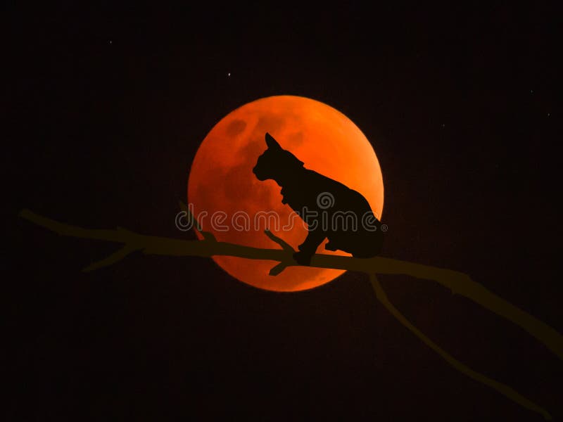 1,358 Gato E Lua Fotos - Fotos de Stock Gratuitas e Fotos Royalty-Free ...