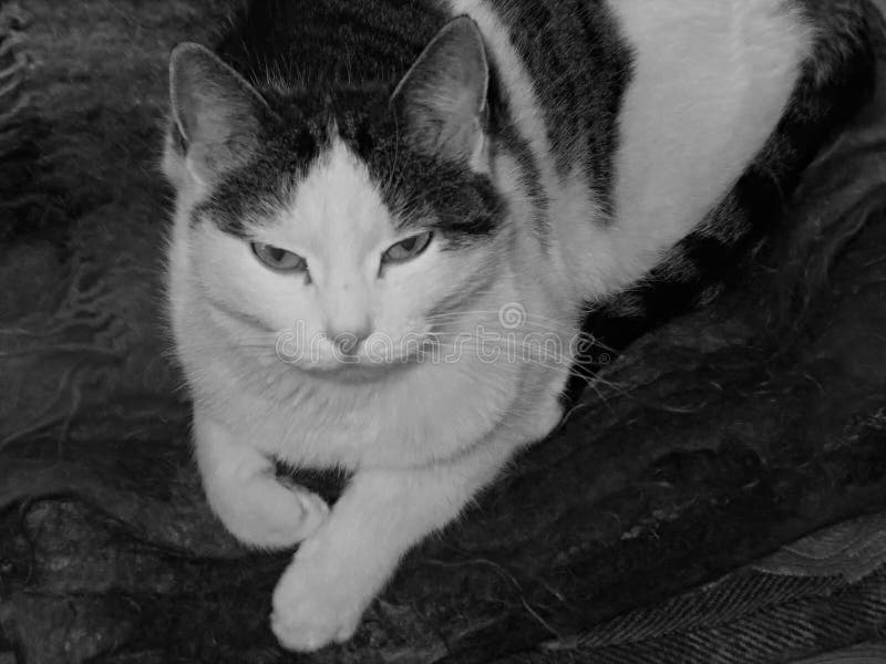 La mirada del gato imagen de archivo. Imagen de retrato - 61421635