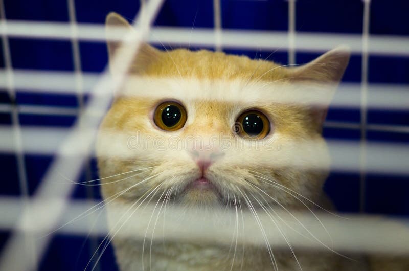 Gato pasmado foto de archivo. Imagen de asustado, gatito - 30339832