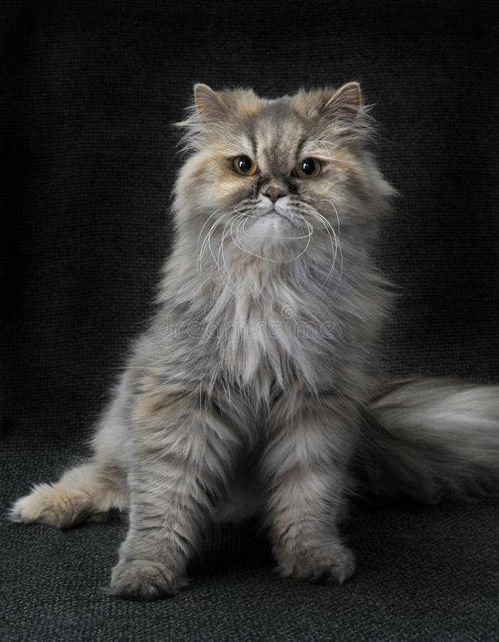 21,529 Gato Persa Fotos de stock - Fotos libres de regalías de Dreamstime