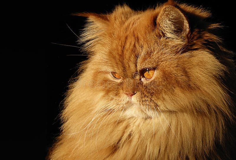 Gato persa rajado imagem de stock. Imagem de domesticado - 98115371