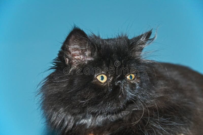 Gato Persa Negro Con Los Ojos Estrechados Foto de archivo - Imagen de ...
