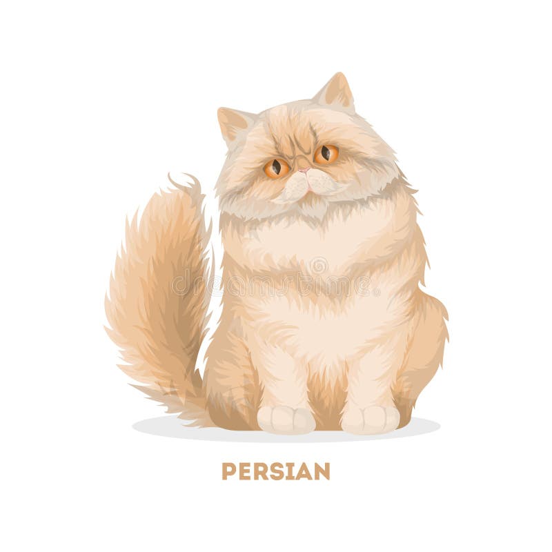 Gato persa aislado ilustración del vector. Ilustración de piel - 98383825