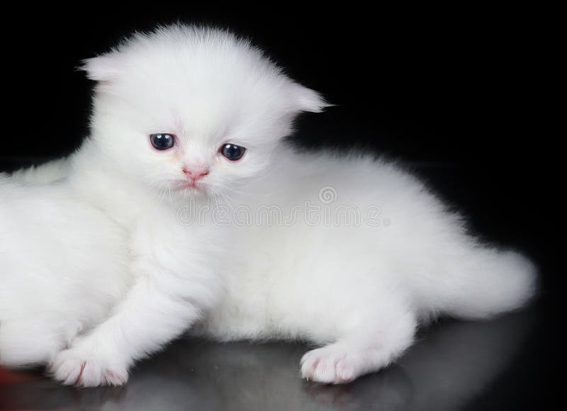 Gato persa branco foto de stock. Imagem de gatinho, gato - 14566738