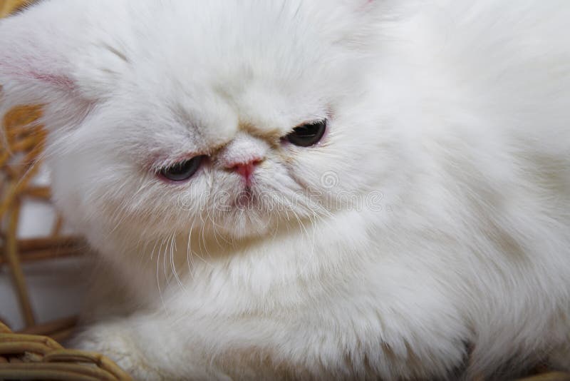 Gato persa branco foto de stock. Imagem de palha, bonito - 16320422