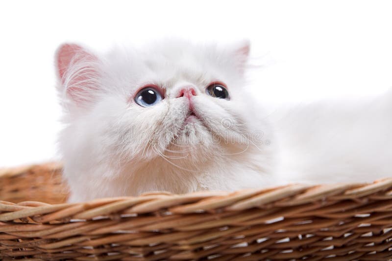 Gato persa branco imagem de stock. Imagem de fofofo, doméstico - 15970841