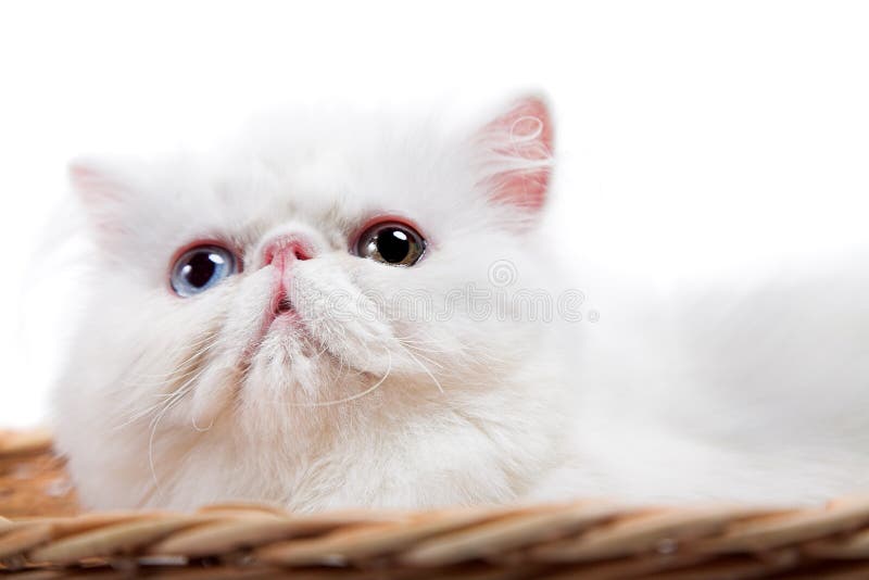 Gato persa branco imagem de stock. Imagem de fofofo, doméstico - 15970841