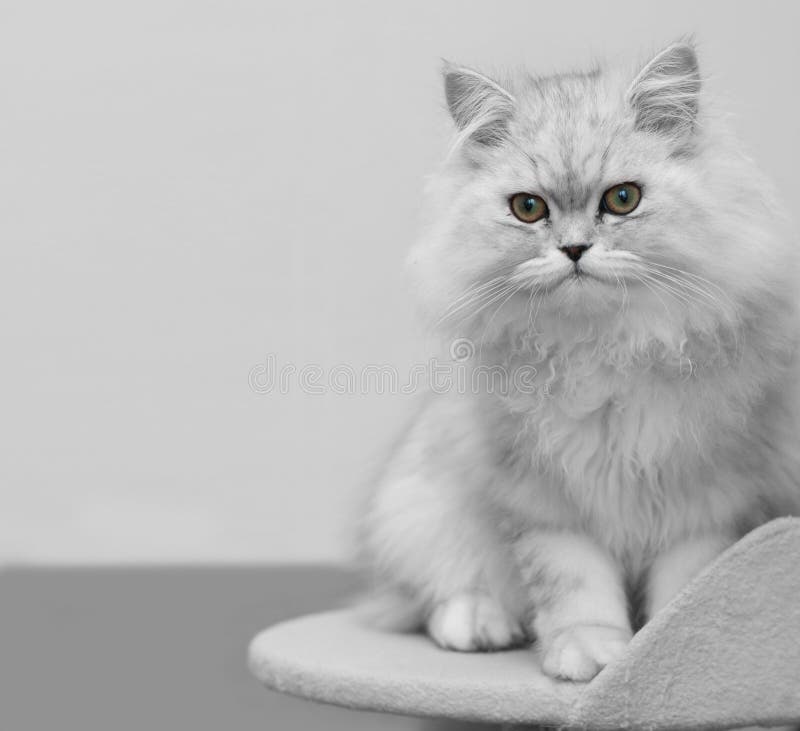 Gato persa branco na cama foto de stock. Imagem de cinzento - 30719774