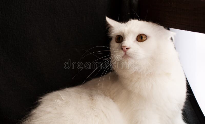 Gato persa branco imagem de stock. Imagem de gato, alerta - 35048691