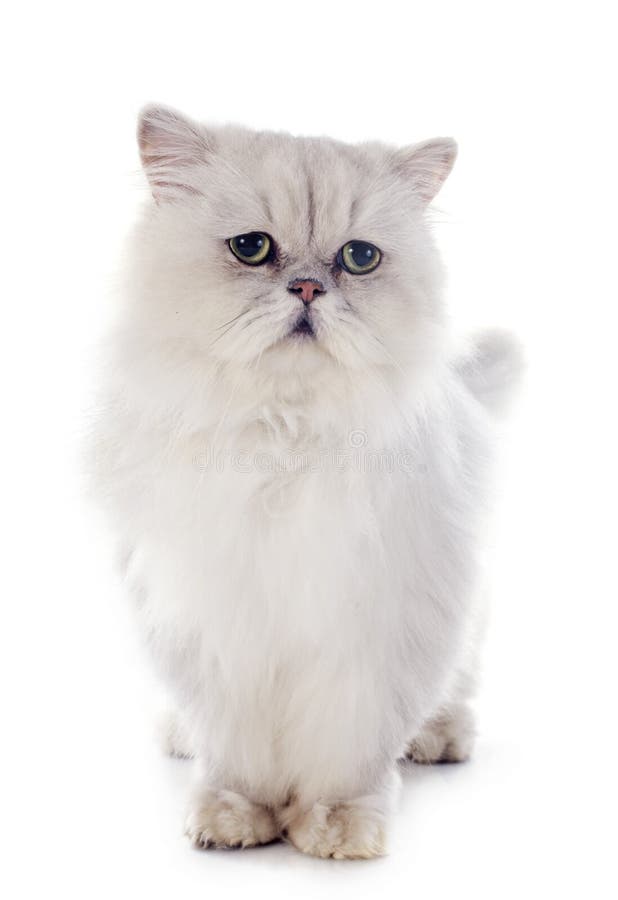 Gato persa branco imagem de stock. Imagem de fundo, persa - 35515577