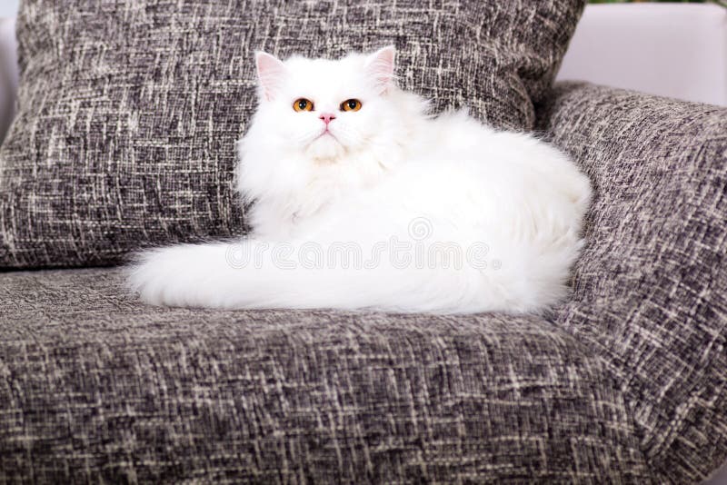 Gato persa branco foto de stock. Imagem de persa, espécie - 36830988