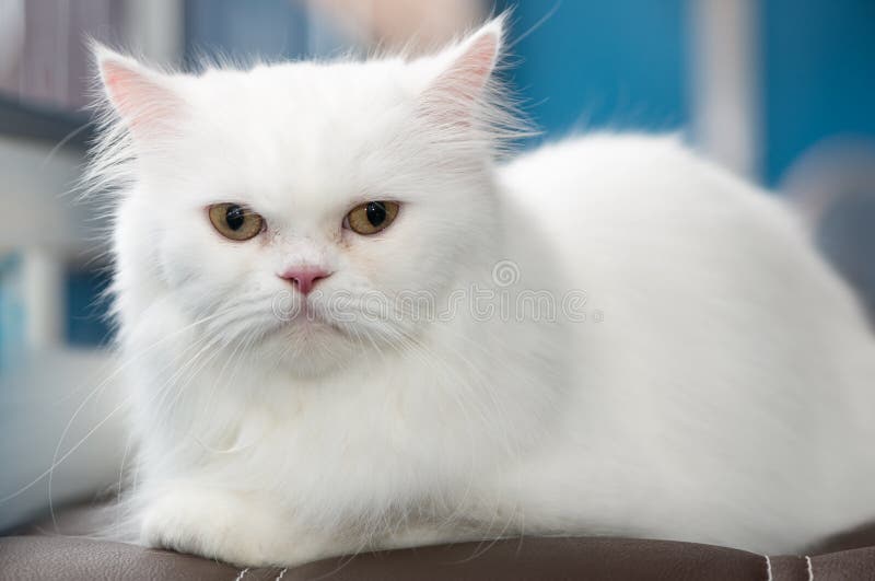Gato Persa Branco Sentado No Sofá Foto de Stock - Imagem de pelaria ...