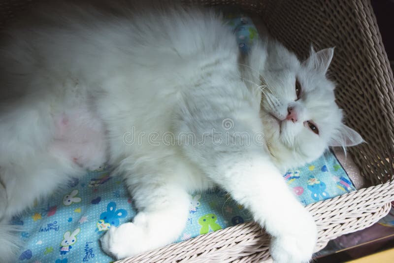 Gato Persa Branco Bonito Que Dorme Na Cesta Imagem de Stock - Imagem de ...