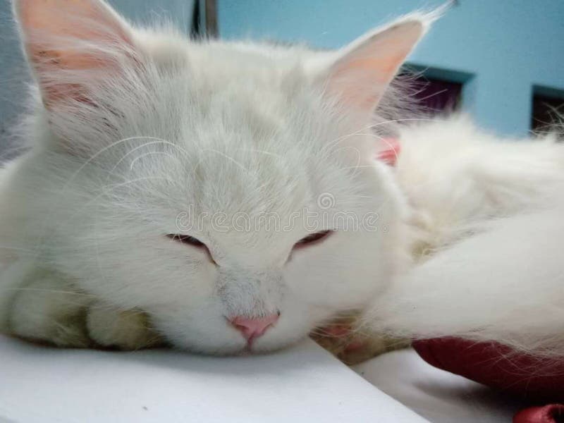 Gato Persa Branco Dormindo Sobre a Mesa Foto de Stock - Imagem de ...
