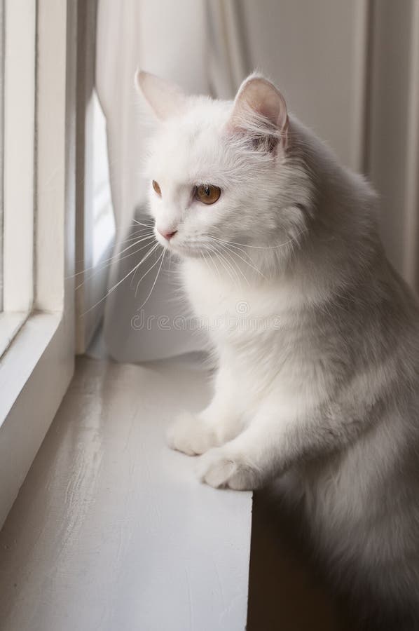 Gato Persa Branco Pela Janela Foto de Stock - Imagem de frente, oito ...