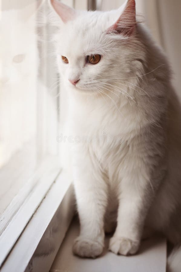 Gato persa branco foto de stock. Imagem de povos, vertebrado - 32991064