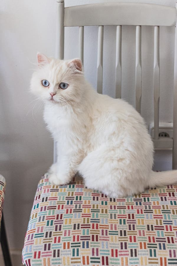 Gato persa branco imagem de stock. Imagem de olhar, gato - 196018527