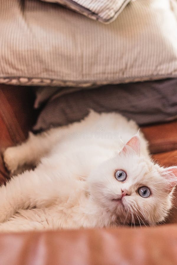 Gato persa branco imagem de stock. Imagem de olhar, gato - 196018527