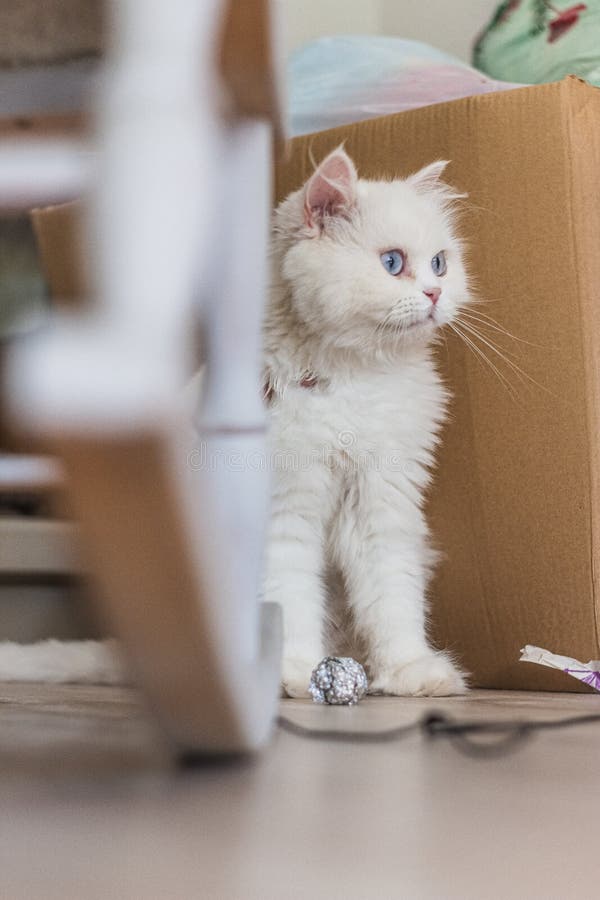 Gato persa branco foto de stock. Imagem de pelaria, elevado - 196018566