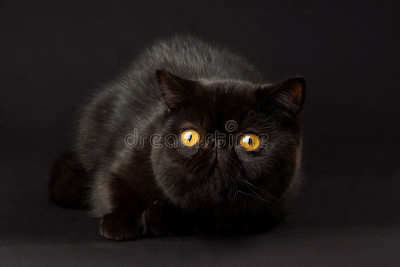 Gato persa exótico preto foto de stock. Imagem de amar - 9350946