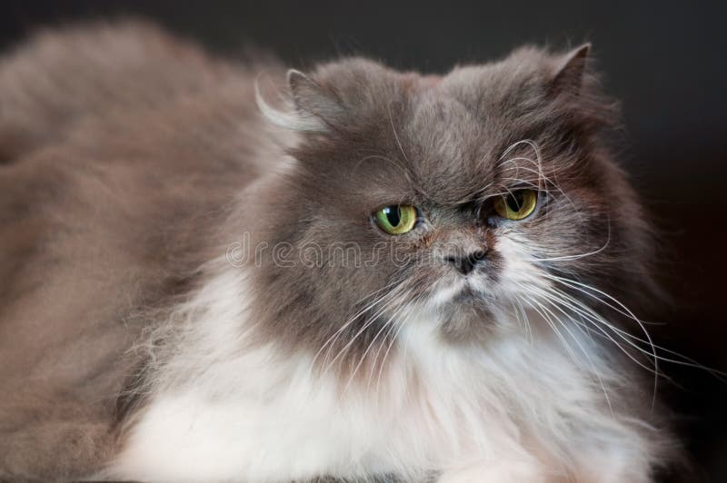Gato persa gris imagen de archivo. Imagen de cara, doméstico - 26437019