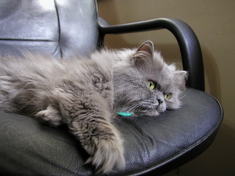 Gatitos Persas Grises