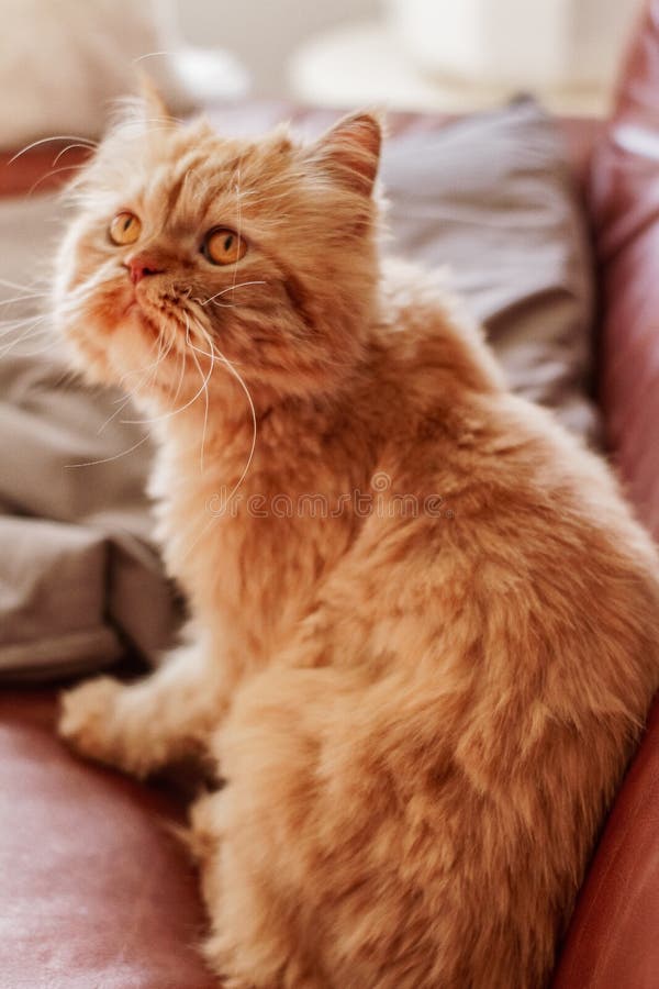 Gato persa marrom imagem de stock. Imagem de tiro, gato - 196018537