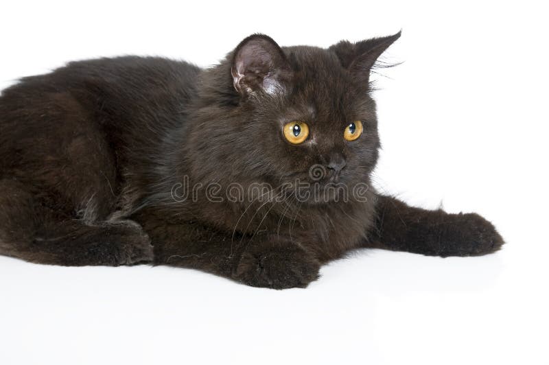 Gato persa preto imagem de stock. Imagem de tiro, alaranjado - 18895527