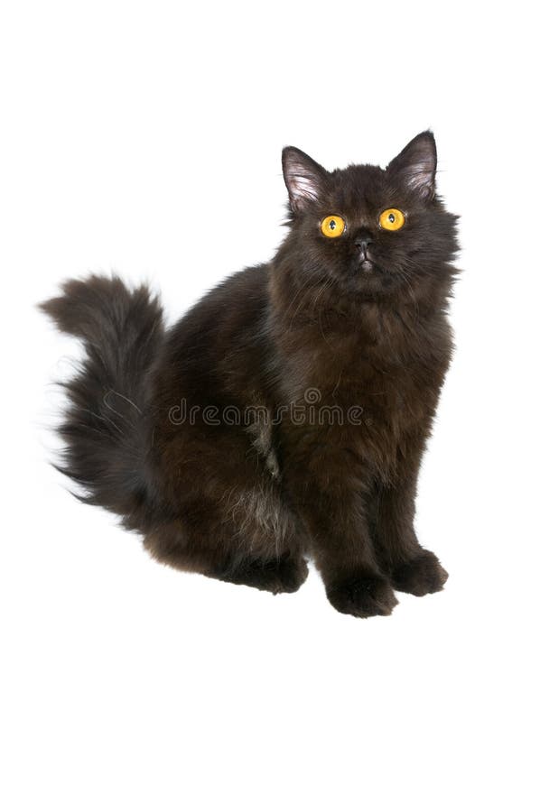 Gato persa preto imagem de stock. Imagem de feline, corte - 18895519
