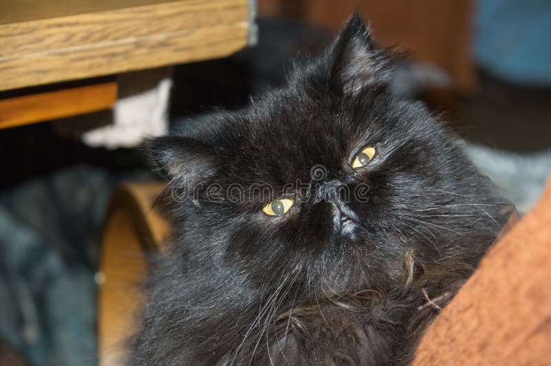 4,254 Fotos de Stock de Gato Persa Preto - Fotos de Stock Gratuitas e ...
