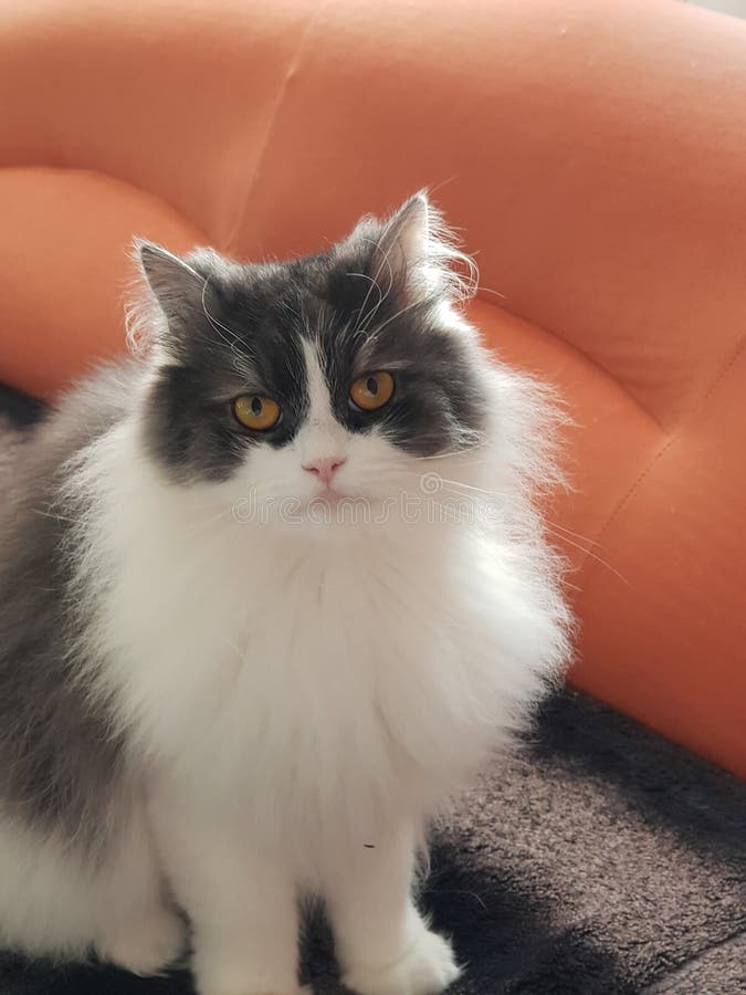 Gato persa preto e branco imagem de stock. Imagem de animal - 206804897