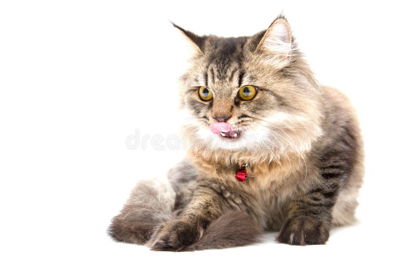 Gato Persa Que Lambe O Nariz Foto de Stock - Imagem de persa, cabelo ...