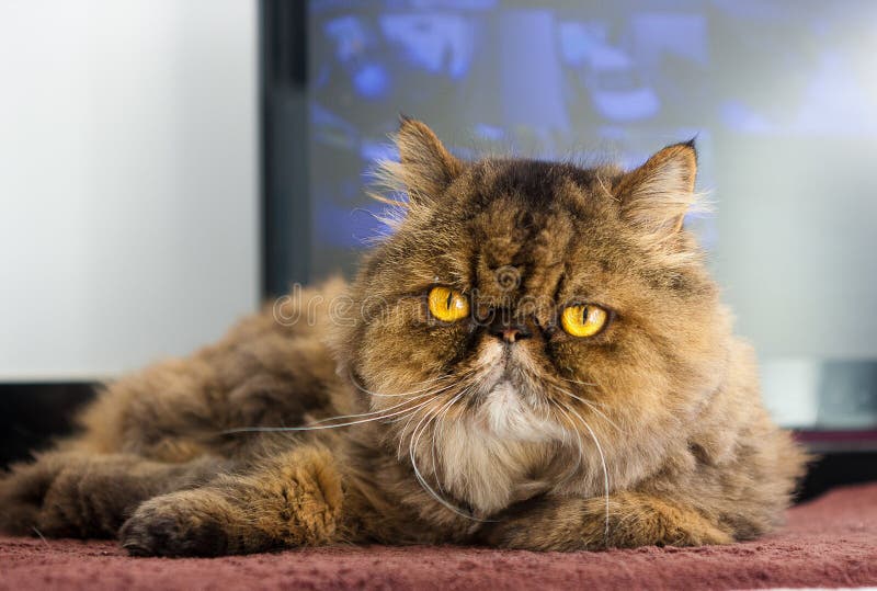 Gato persa rajado imagem de stock. Imagem de domesticado - 98115371