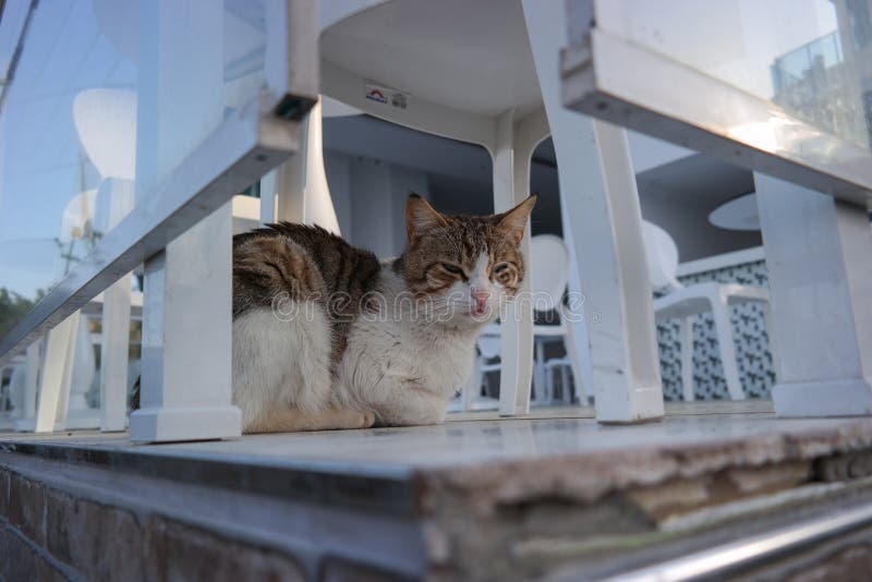 Gato Posando Debaixo Da Cadeira Imagem de Stock - Imagem de gato ...