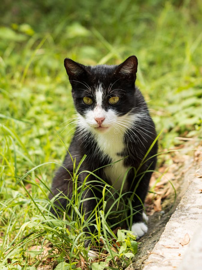 Gato Preto Com Manchas Brancas Na Grama Verde Imagem de Stock - Imagem ...