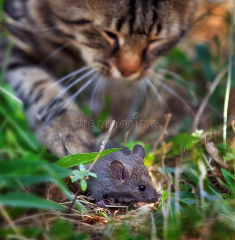 Gato acechando a un ratón imagen de archivo. Imagen de enfocado - 79368145