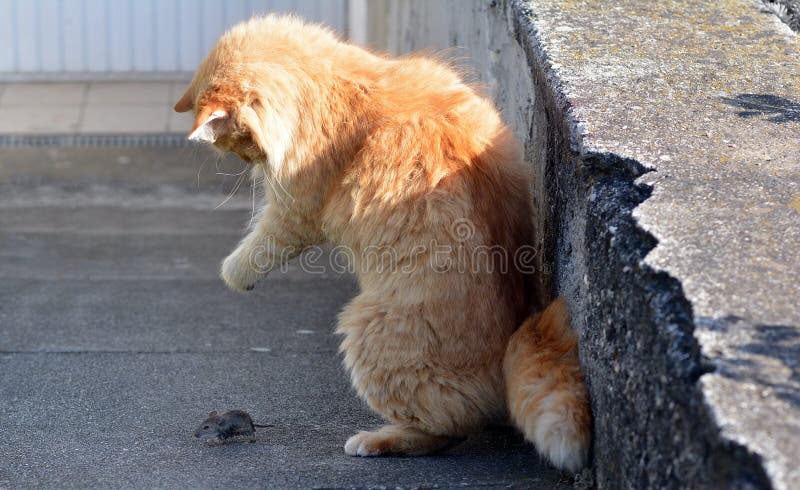 Gato que caza un ratón foto de archivo. Imagen de retén - 39990020