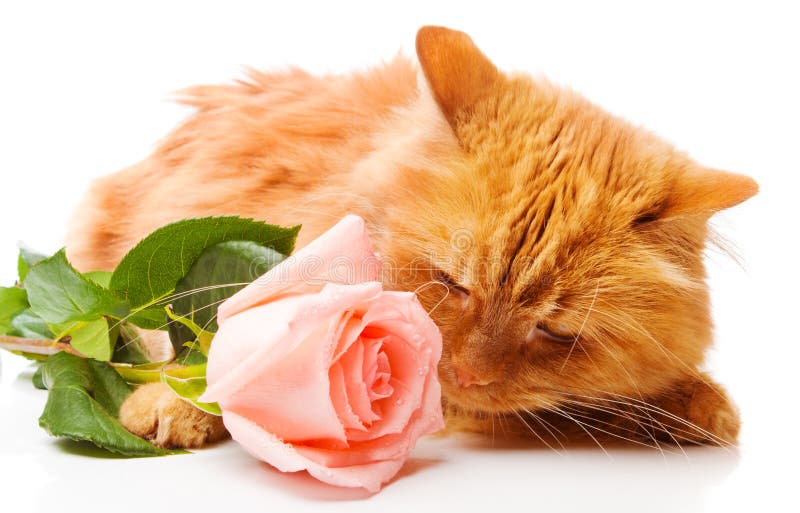 Gato e uma rosa. foto de stock. Imagem de vermelho, divertimento - 1335722
