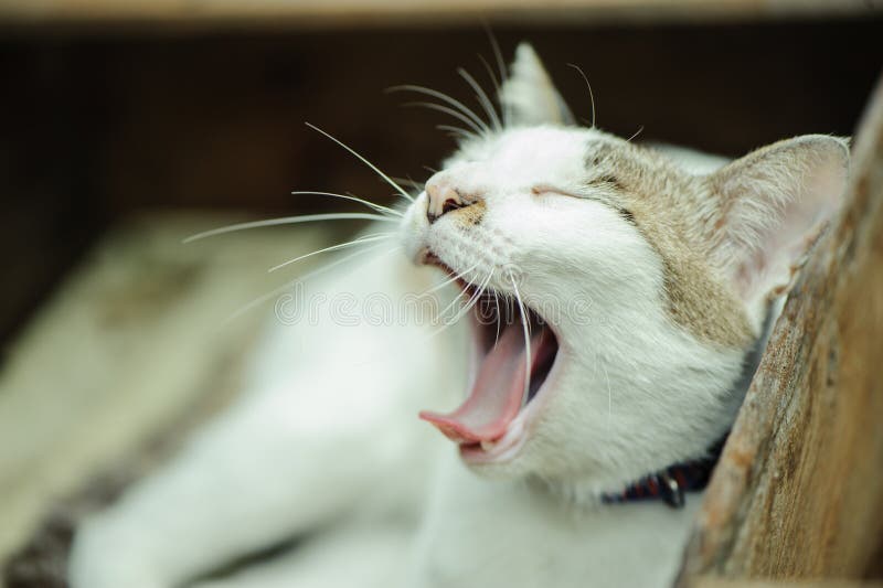 Gato gritando foto de stock. Imagem de defesa, carnivore - 9683670