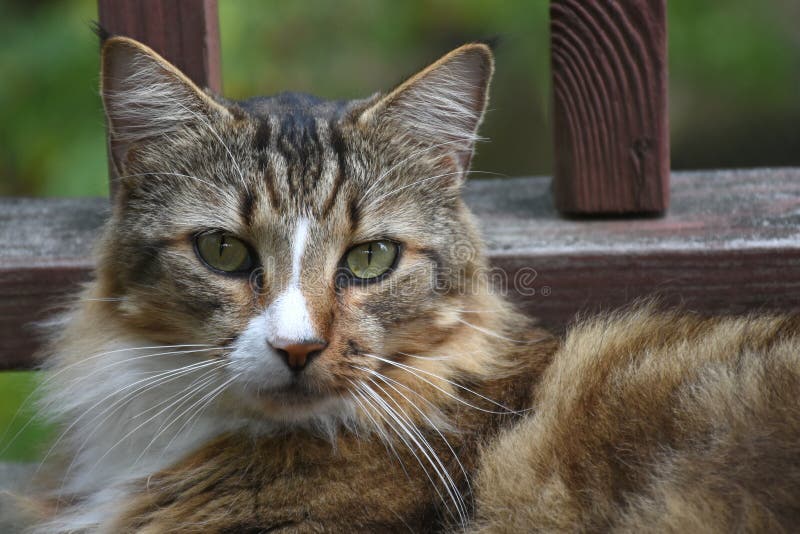 Gato que relaxa foto de stock. Imagem de listra, casa - 118422022