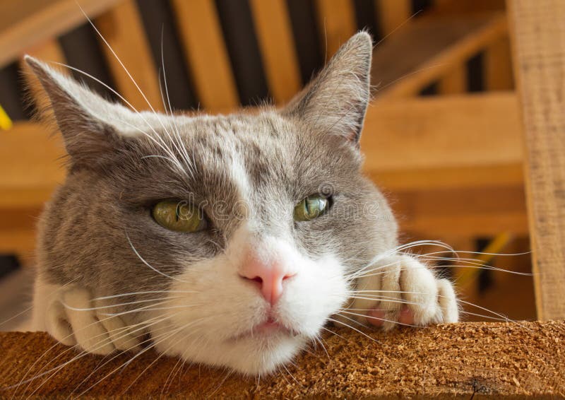 Gato que relaxa imagem de stock. Imagem de pelaria, branco - 23881843